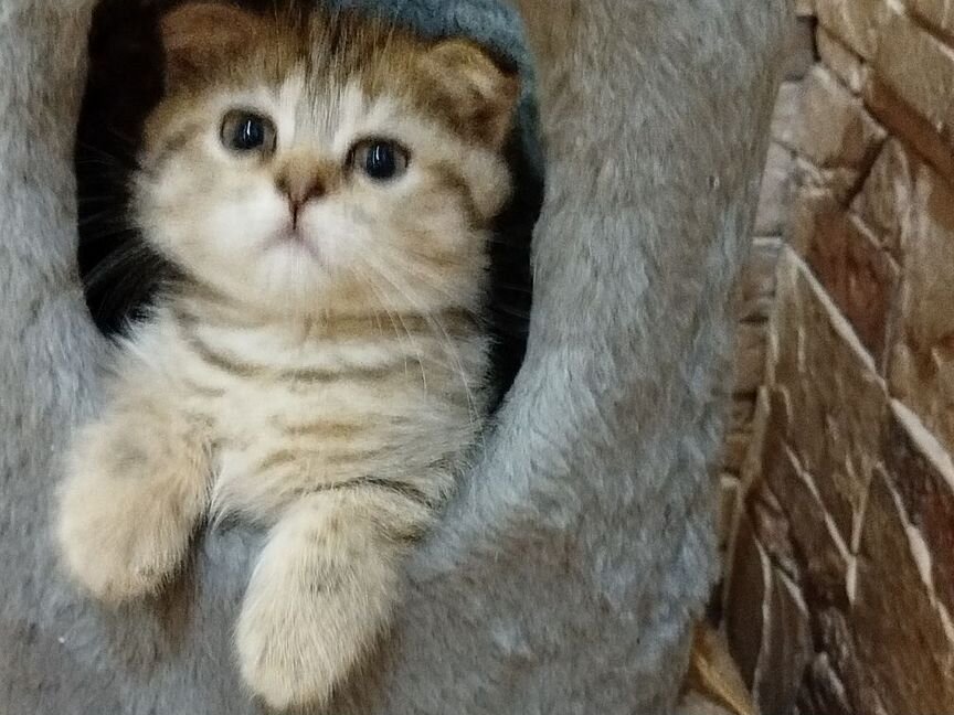 Шотландская