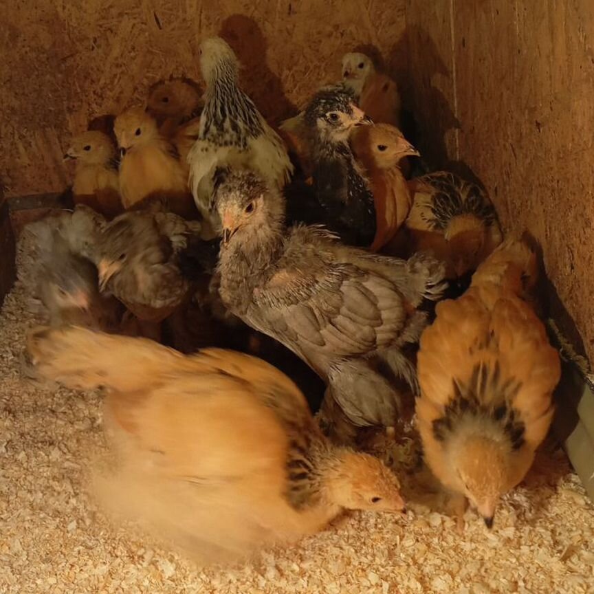 Цыплята брама