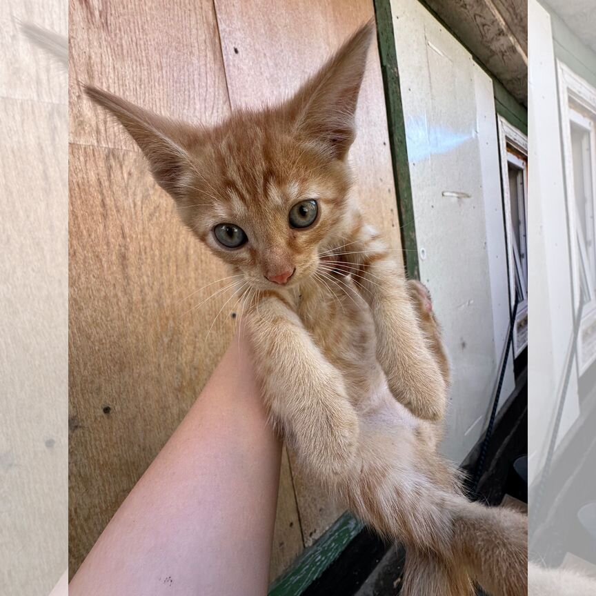 Котёнок в добрые руки