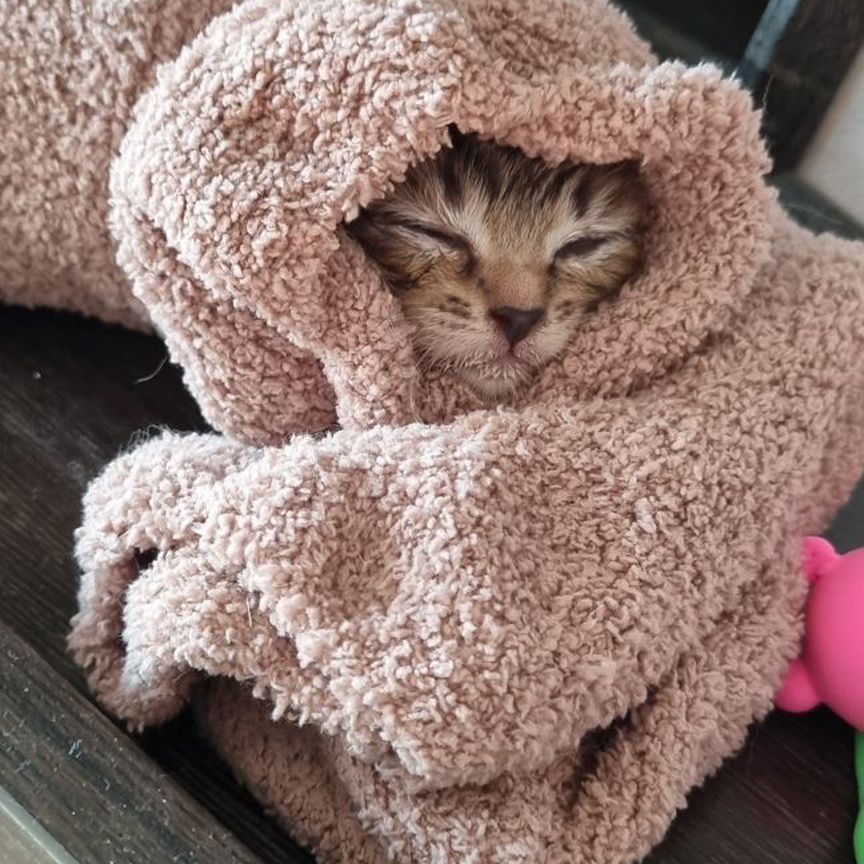 Отдадим в добрые руки котёнка,мальчик,подкинули