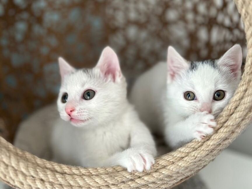 Котята сестрёнки в самые ответственые добрые руки