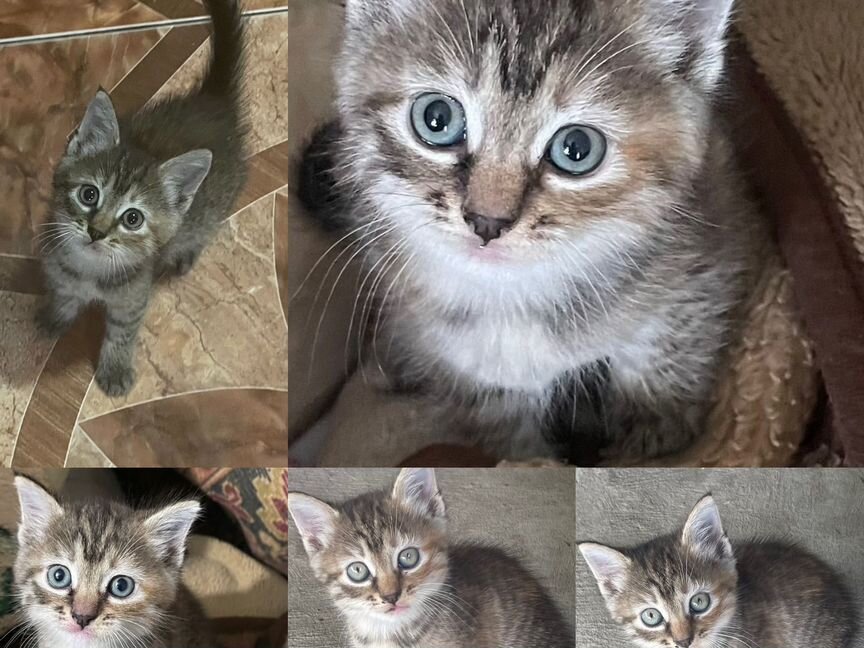 Красивый котёнок