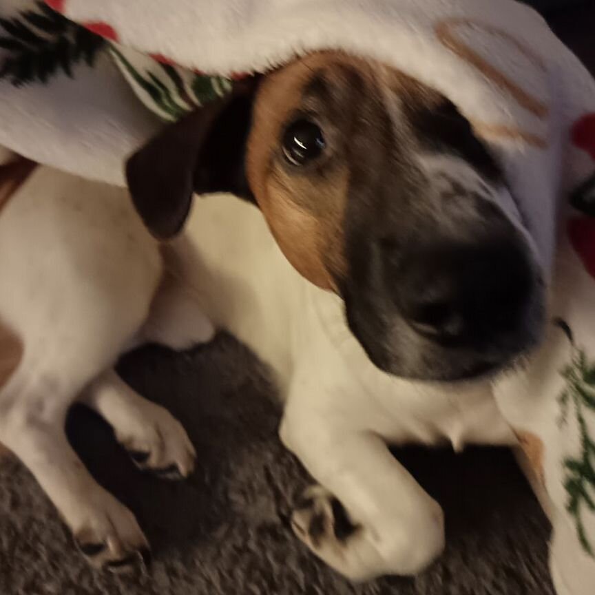 Джек-рассел-терьер, вязка