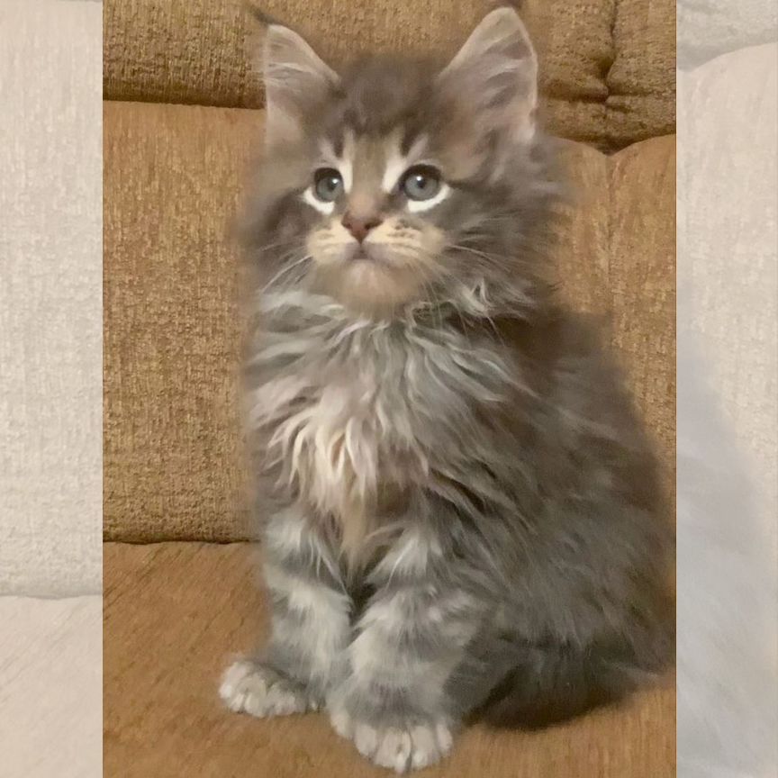 Мейн-кун полидакт