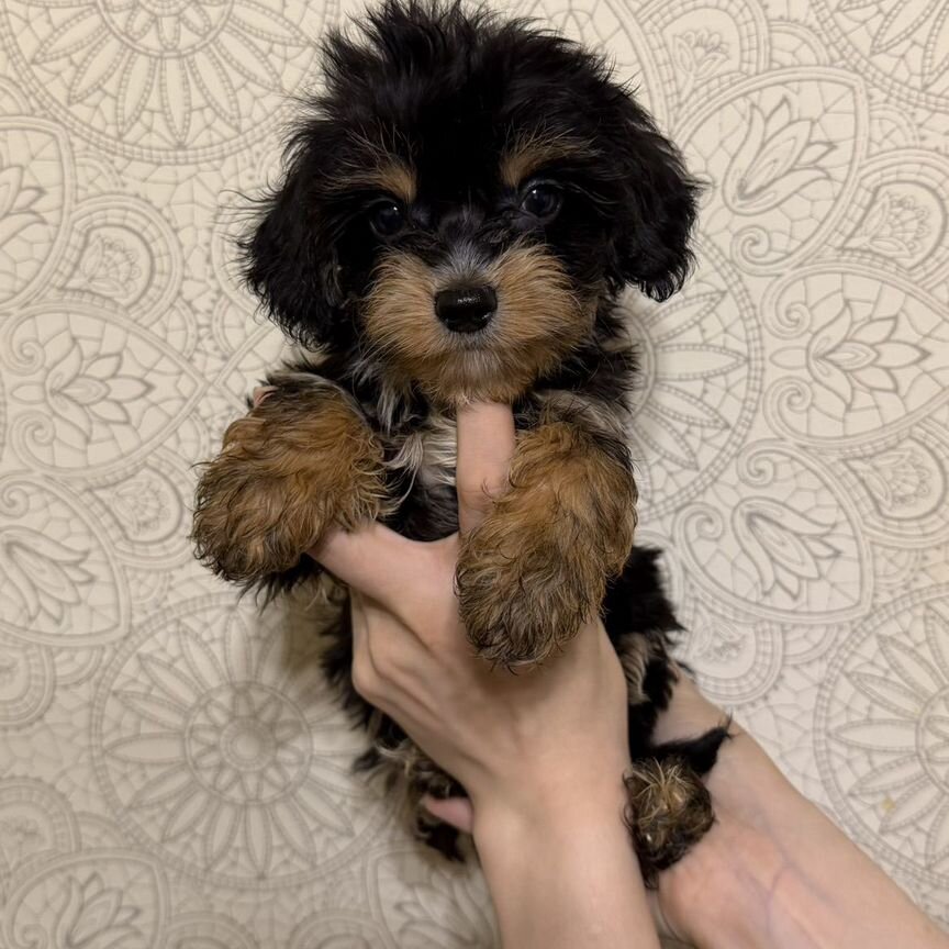 Мальтипу, щенок