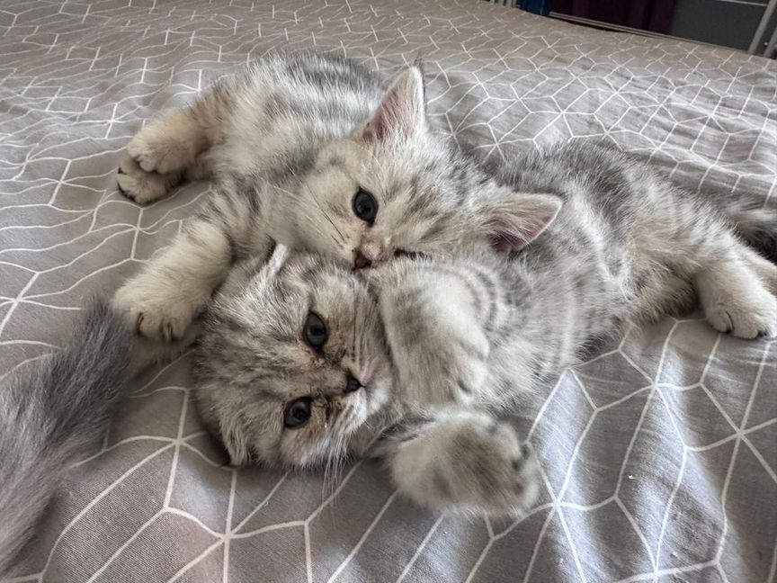 Шотландские котята