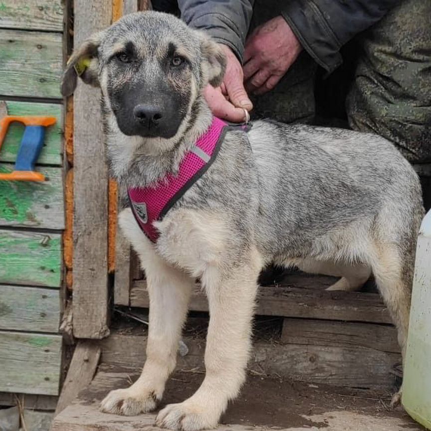 Щенок мальчик 5 месяцев