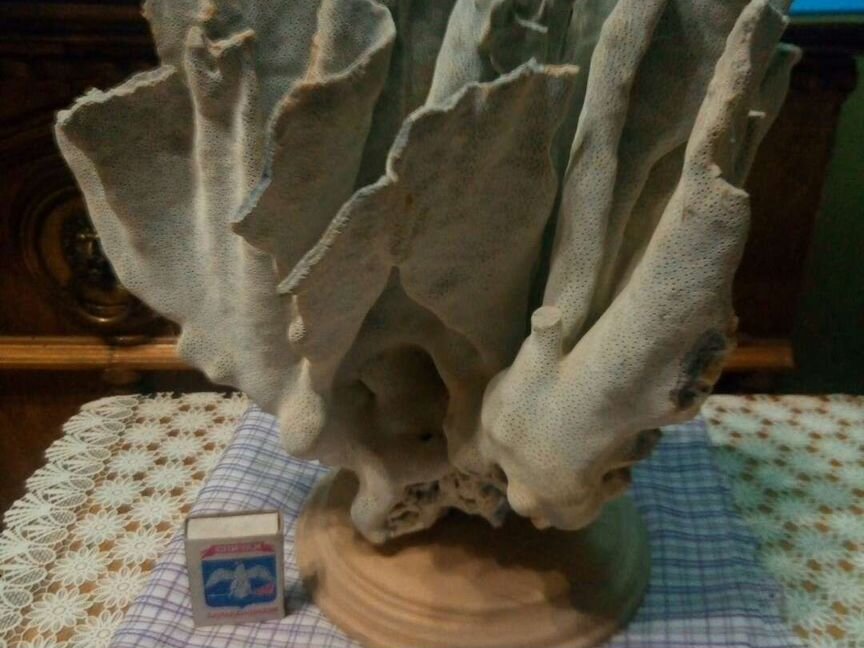 Голубой коралл