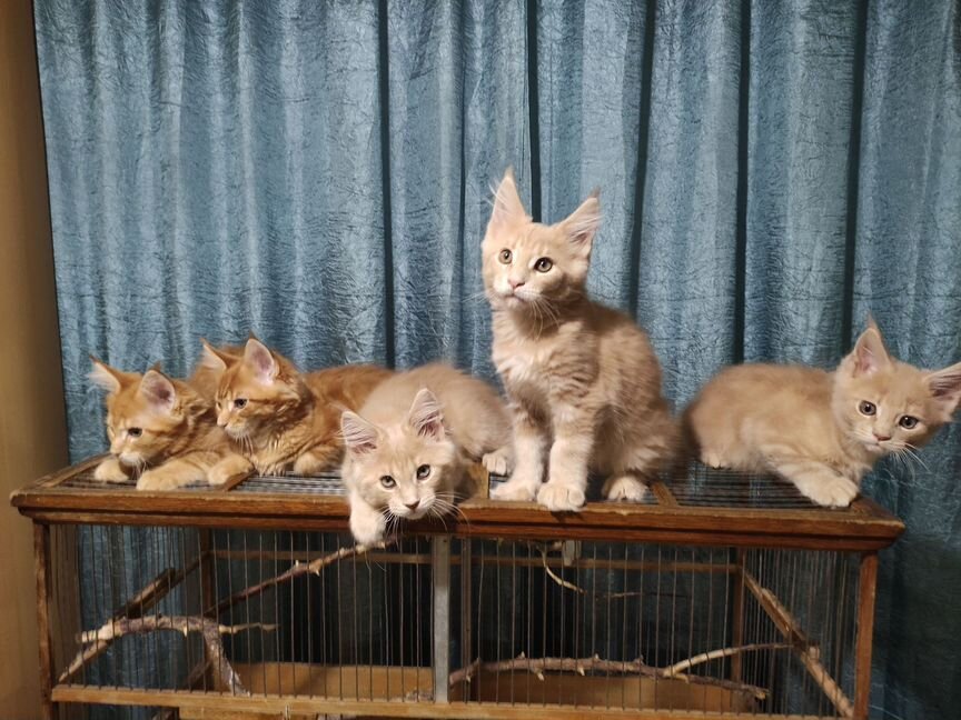 Котята мейн-кун