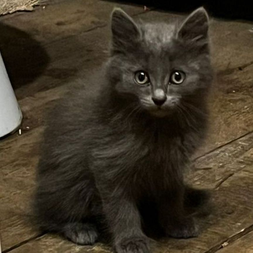 Котенок мальчик в добрые руки