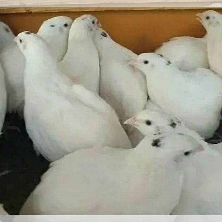 Перепела петушки на племя