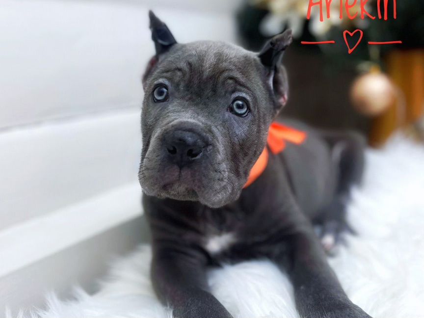 Кане Корсо серый мальчик