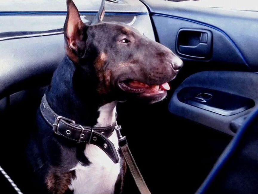 Стандартный бультерьер