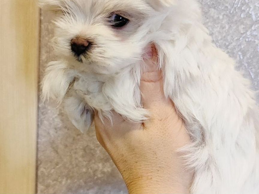 Мальтийская болонка мини