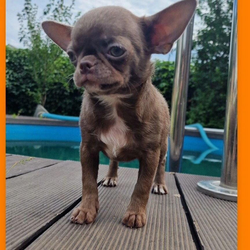 Чихуахуа девочка