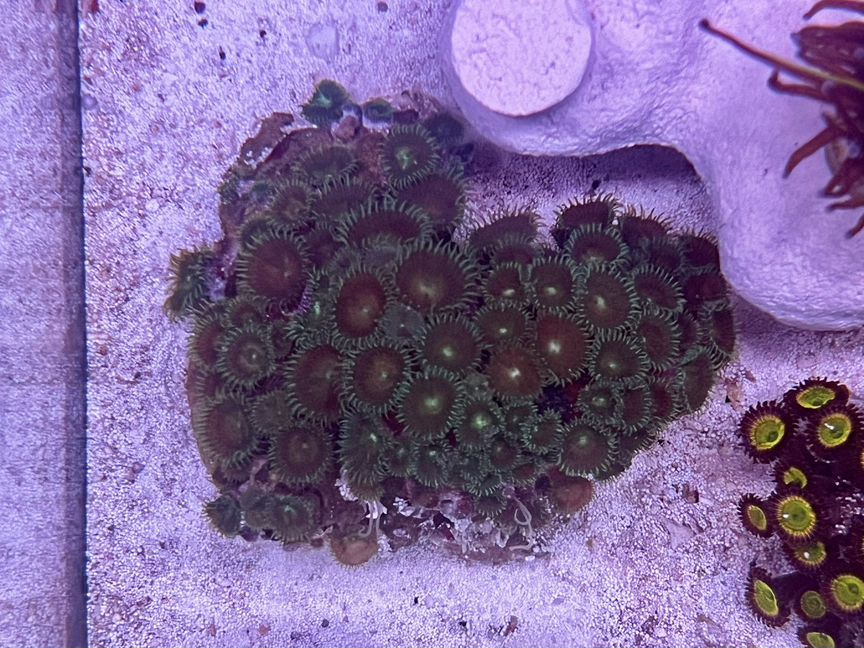 Морские кораллы