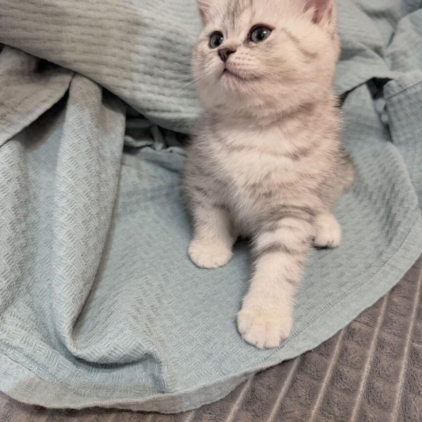 Шотландские котята