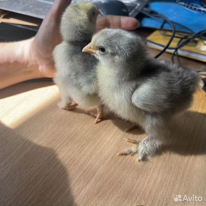 Цыплята кохинхин