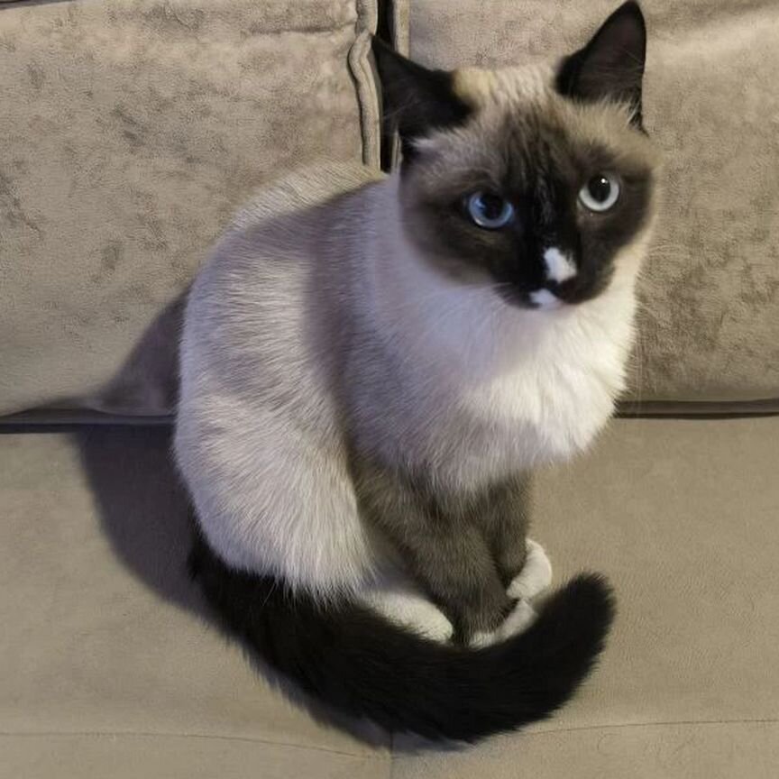 Сиамский котёнок