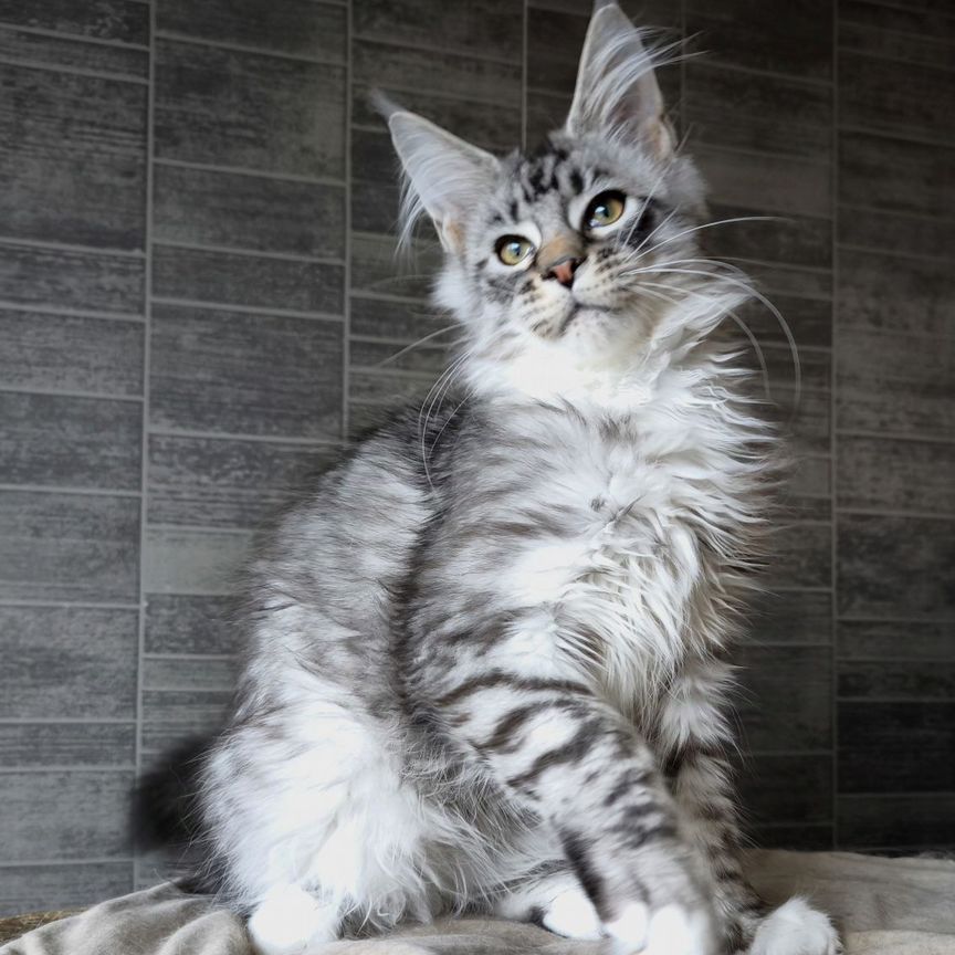 Серебряная кошечка