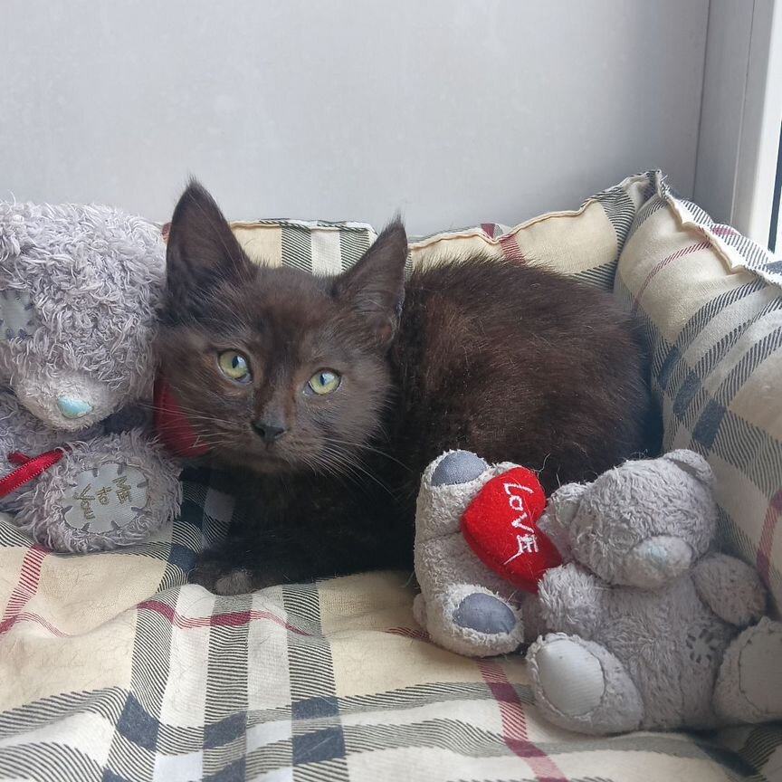 Котёнок Фая