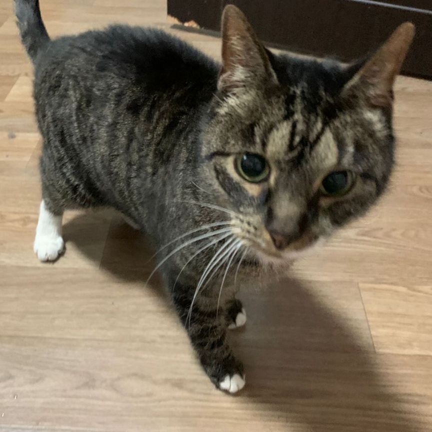 Взрослый кот в добрые руки