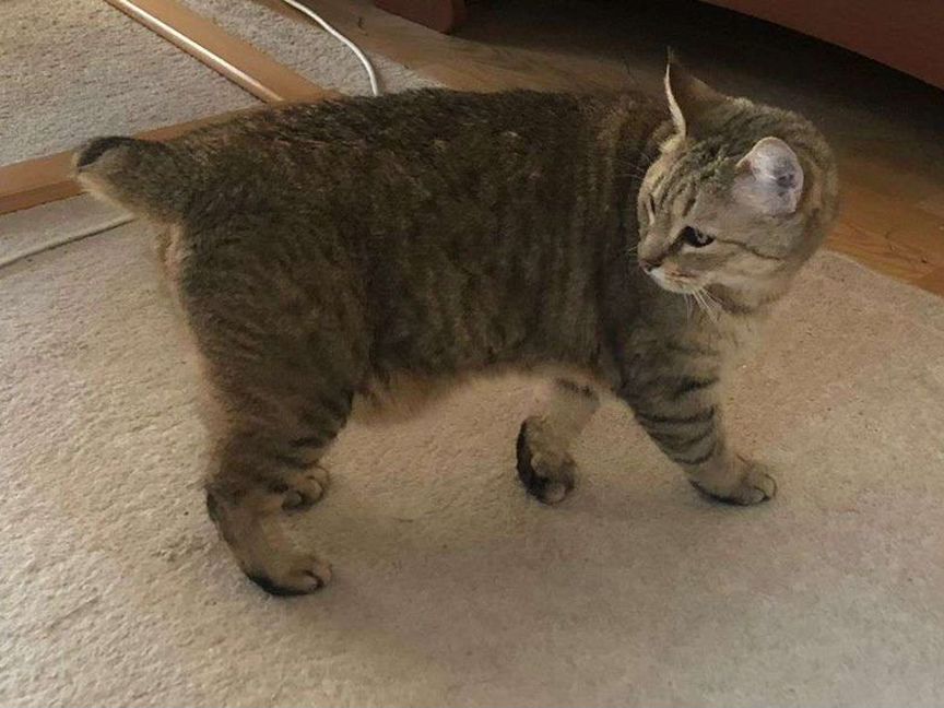 Пиксибоб котята рысята
