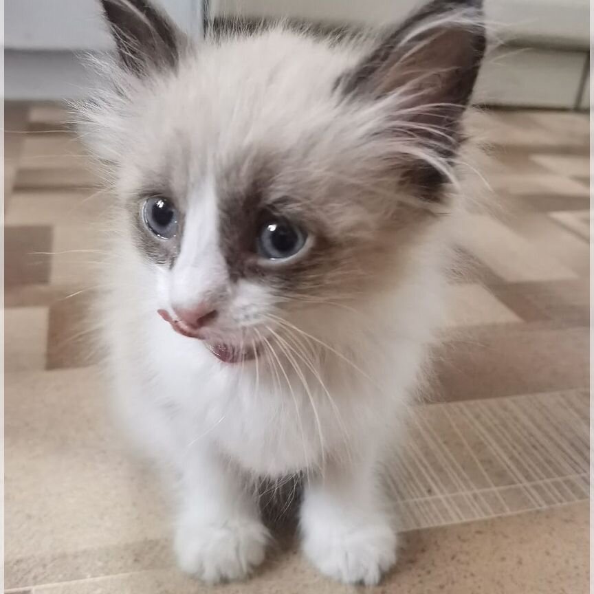 Невский маскарадный котёнок