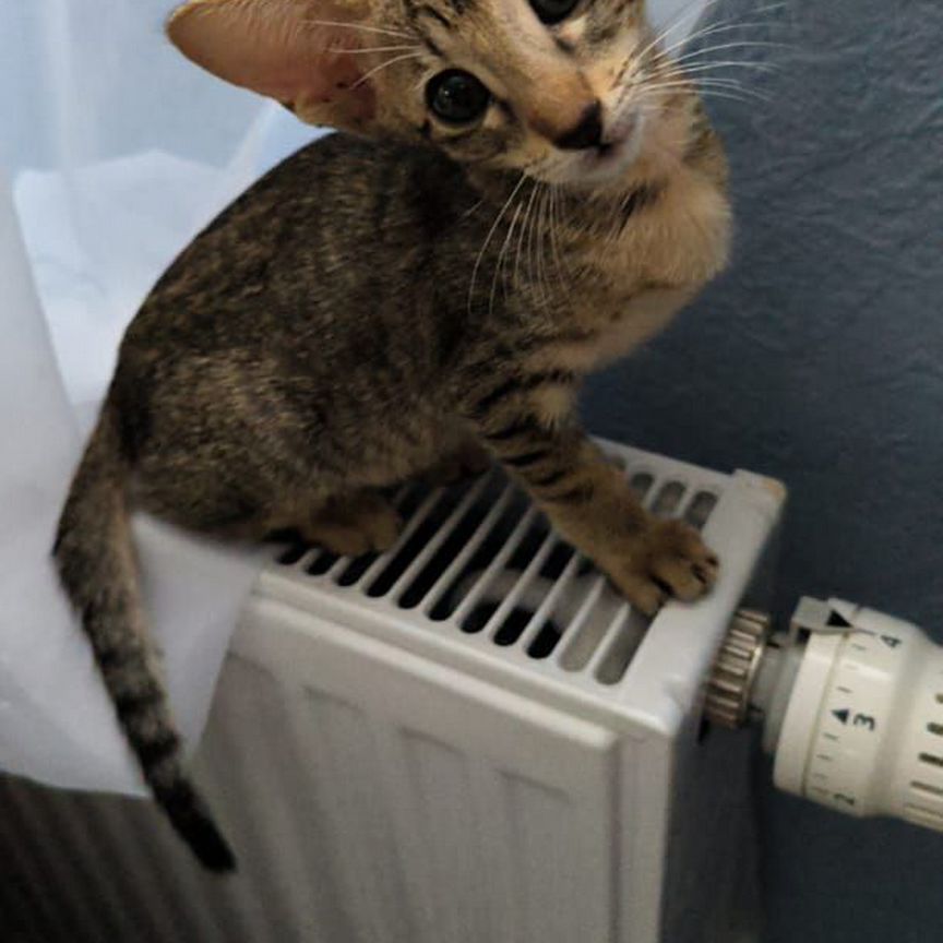 Ориентальные котята