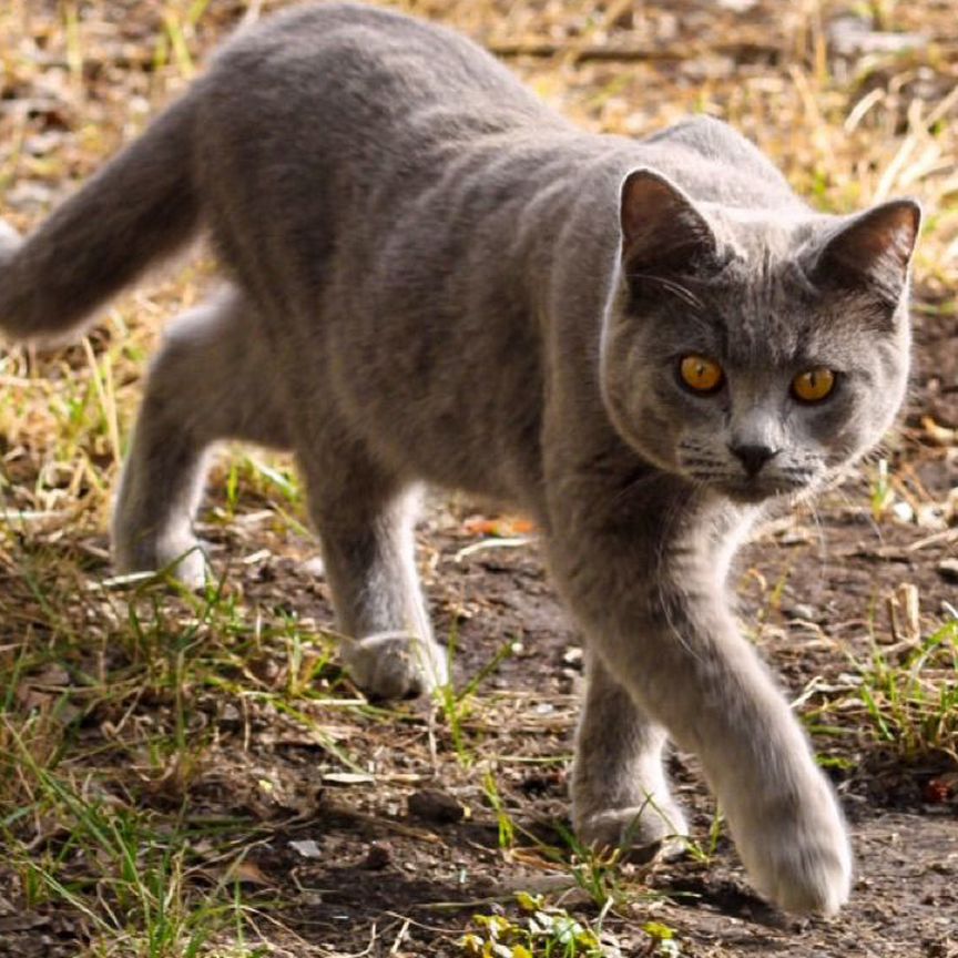 Русский голубой котёнок