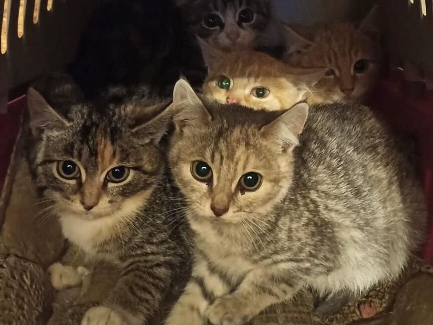 Котятки- ребятки