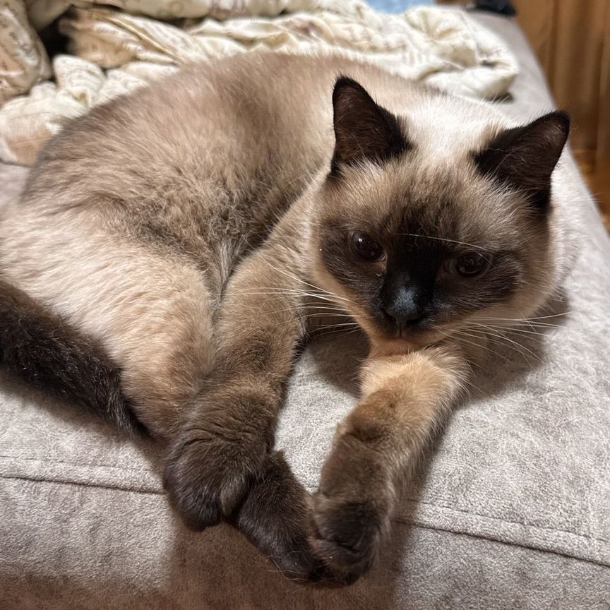 Тайская кошка, взрослая