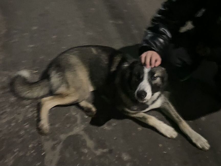 Собака Верхние Печеры около скалы, хозяин найдись
