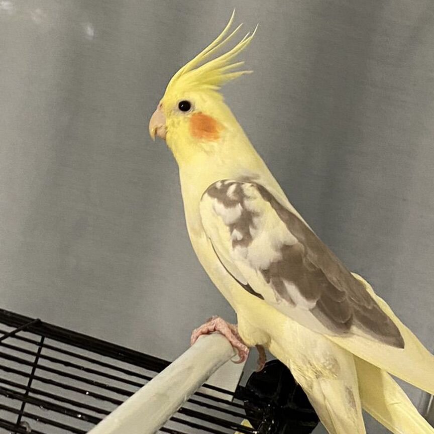 Попугай корелла птенец