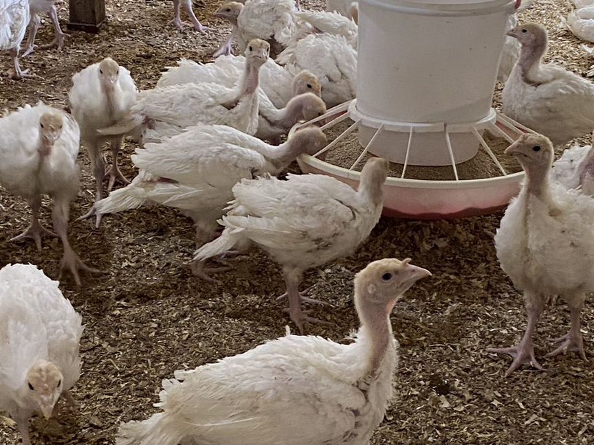 Индюки хайбрид конвертер