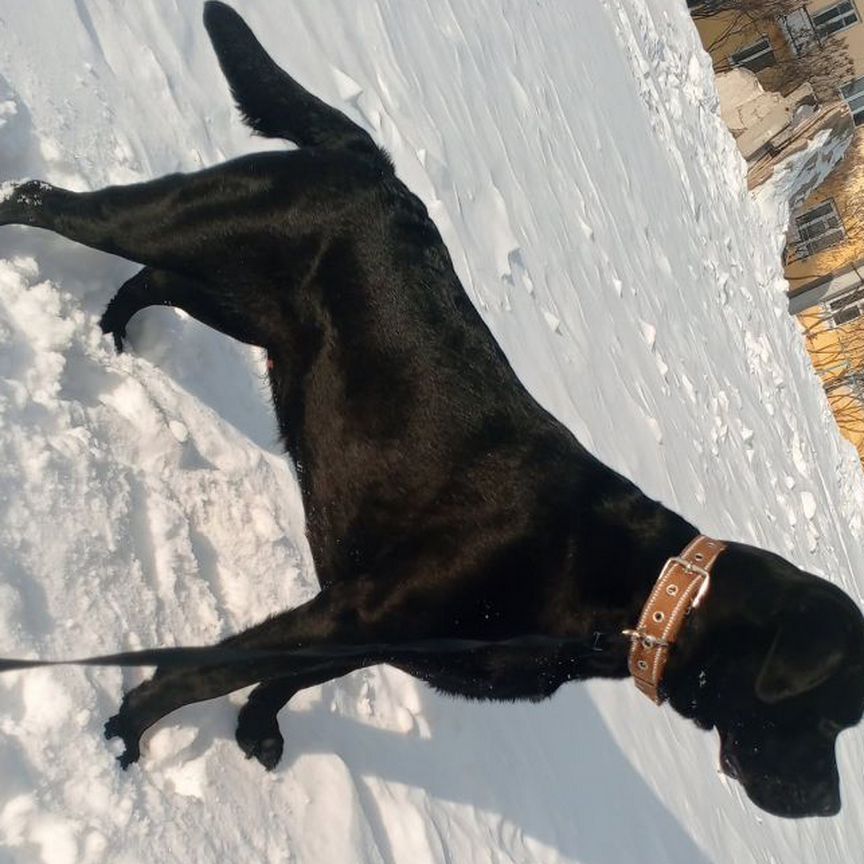 Лабрадор-ретривер, взрослая собака