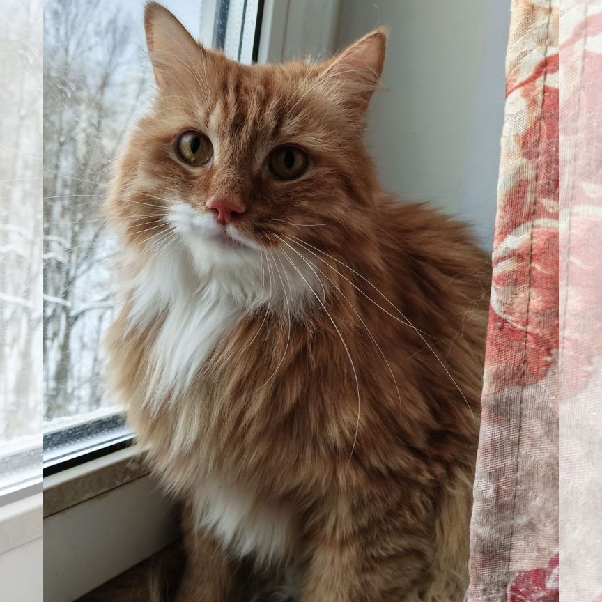 Взрослый кот в добрые руки