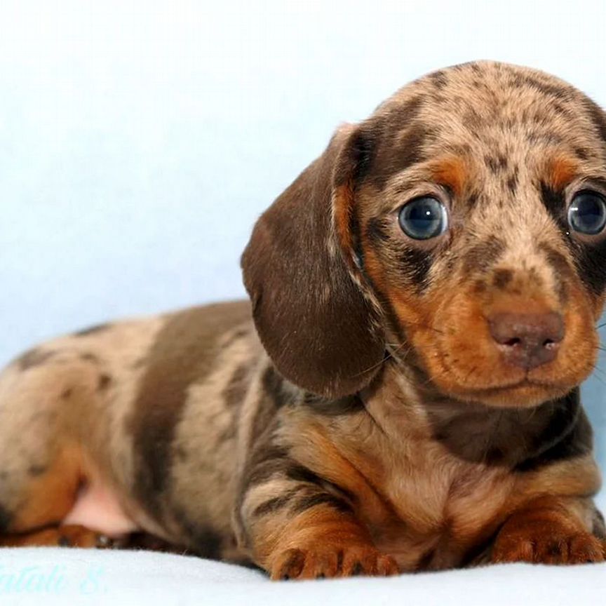 Мальчик мрамор+чип