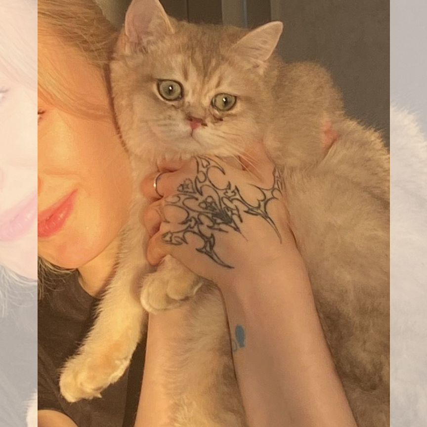 Британский короткошёрстный котёнок