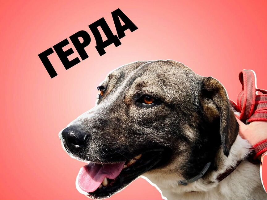 Умная собака Герда в добрые руки
