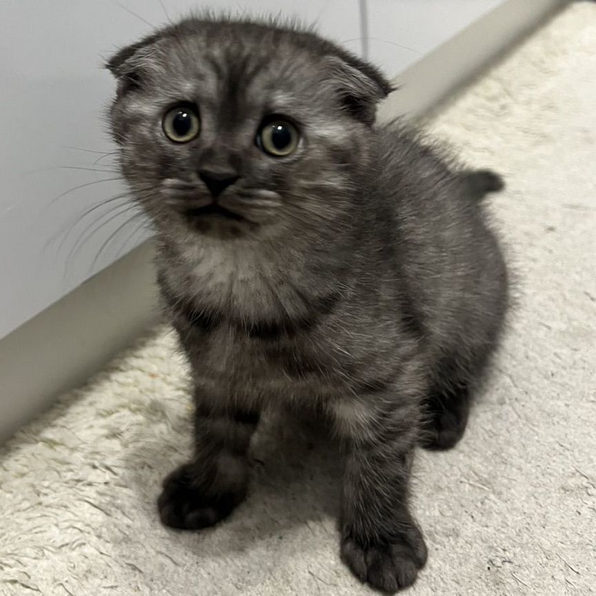 Шотландская вислоухая кошка маленькая