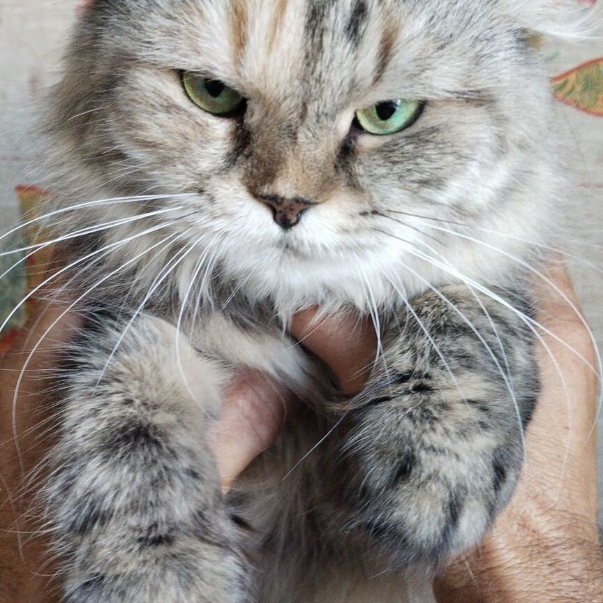 Само очарование в любящие руки