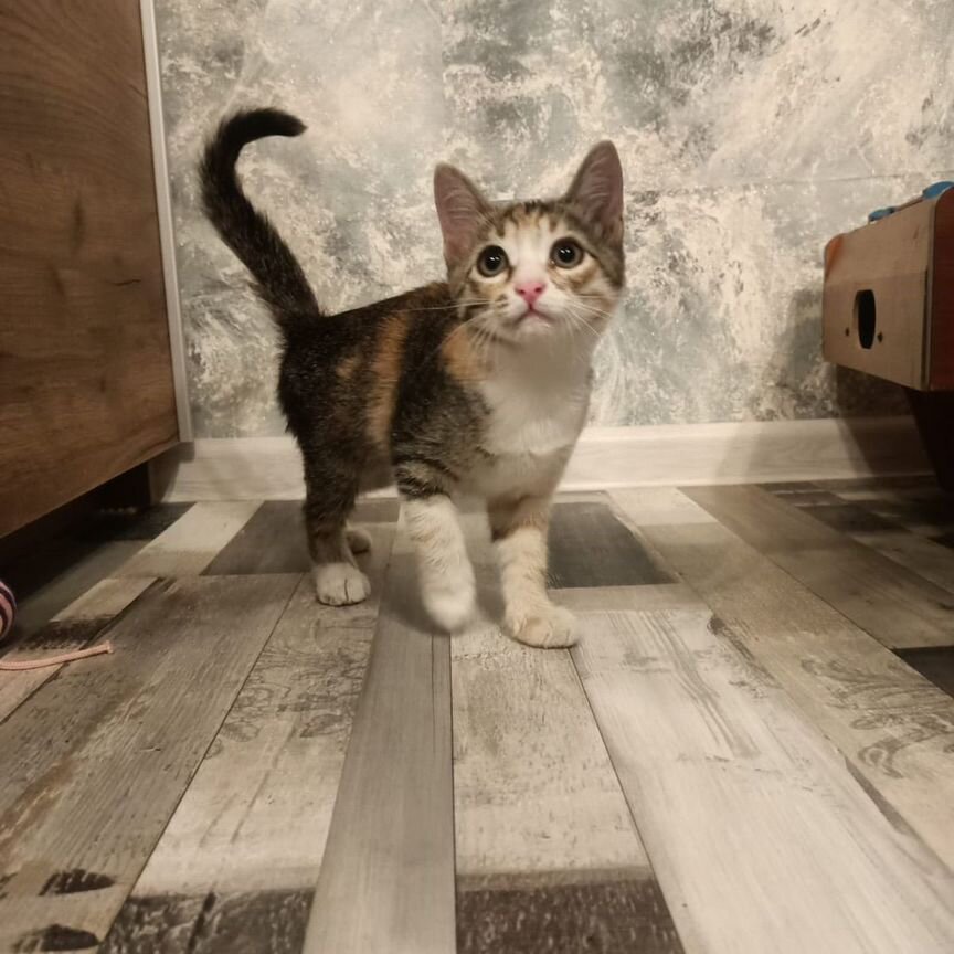 Котенок девочка милашка