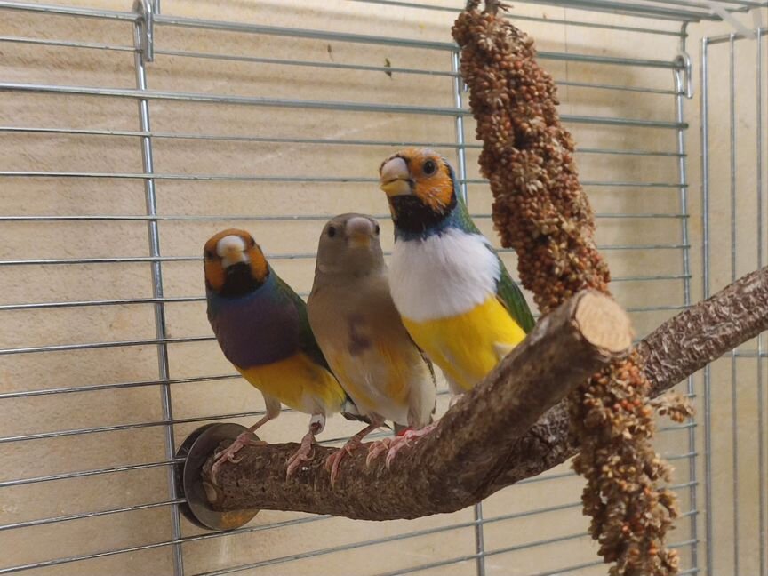 Амадины Гульда самцы