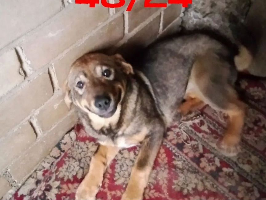 Маленькая собака в добрые руки