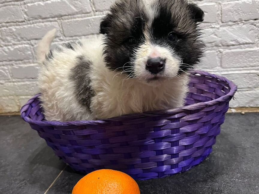 Пушистый щенок метис девочка Лада 2 месяца