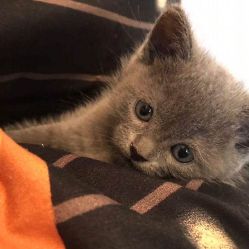 Русская голубая котята