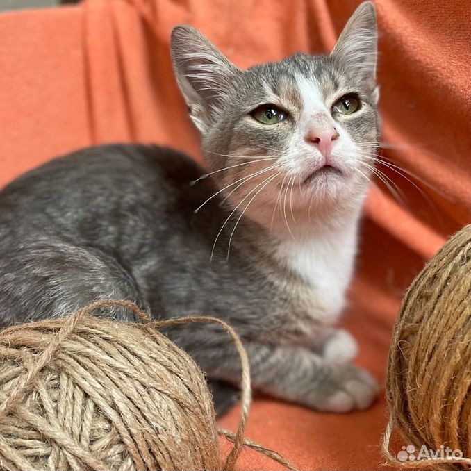 Котенок мелисса