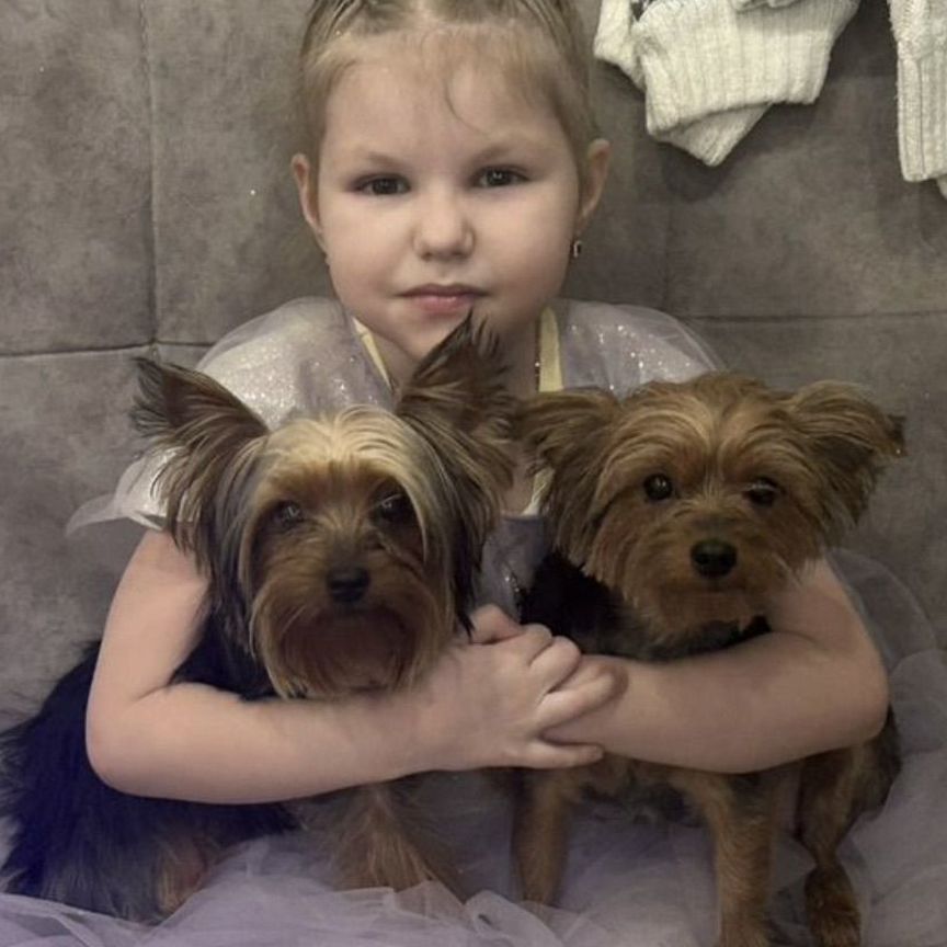 Йоркширский терьер, щенок