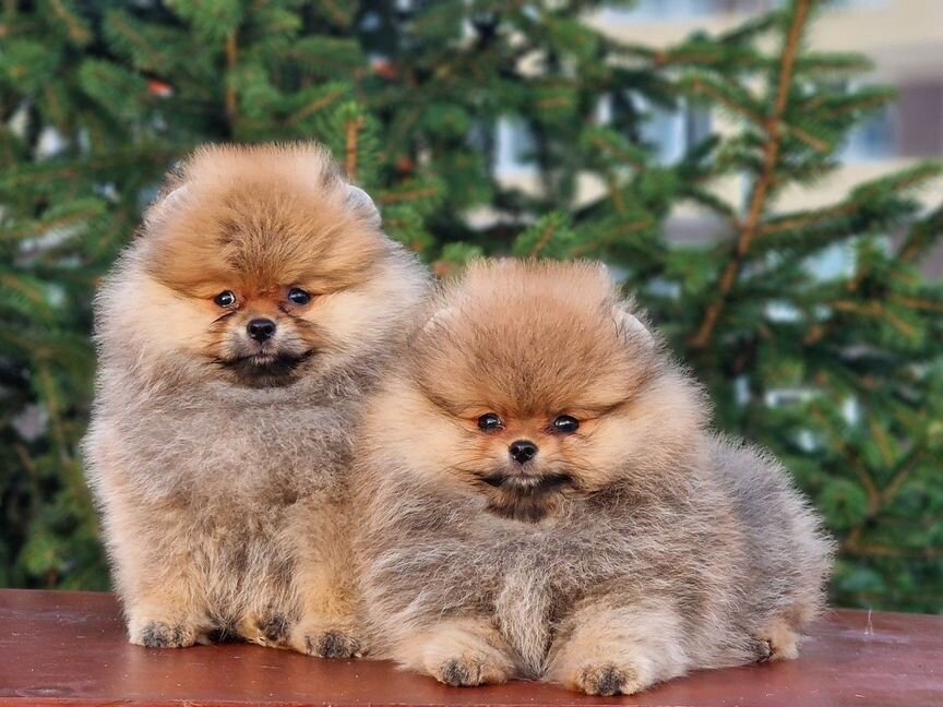 Красивые мальчики и девочка мини шпиц с бэбби фейс